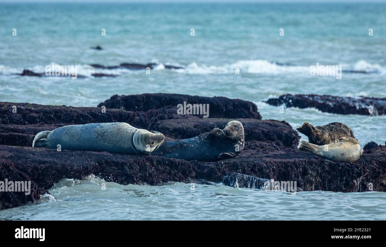 Seals chilling on the rocks near Beachy Head lighthouse on the east ...