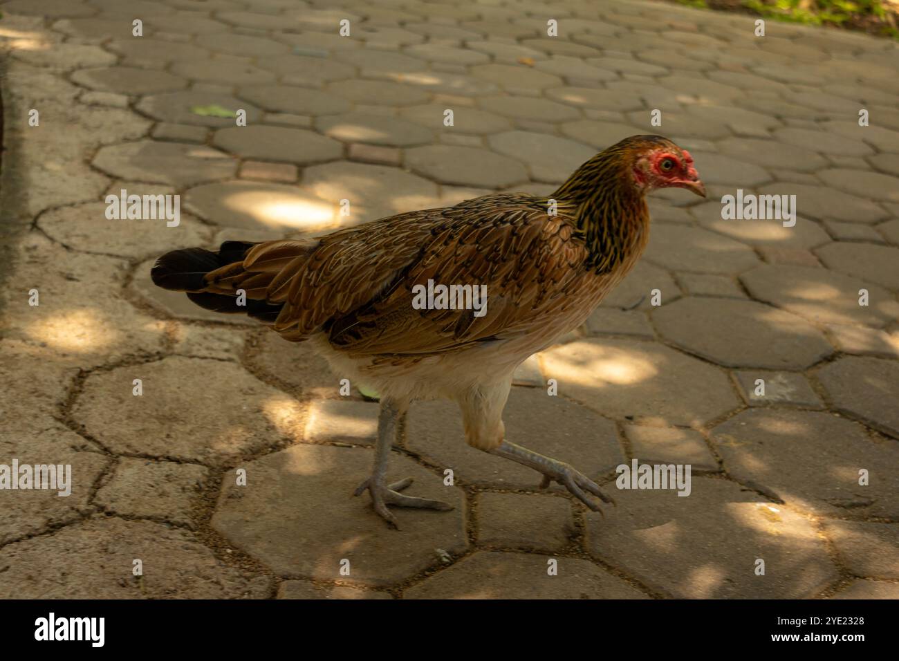 The hens are laying hens in the household. Red Hen in the yard. close ...