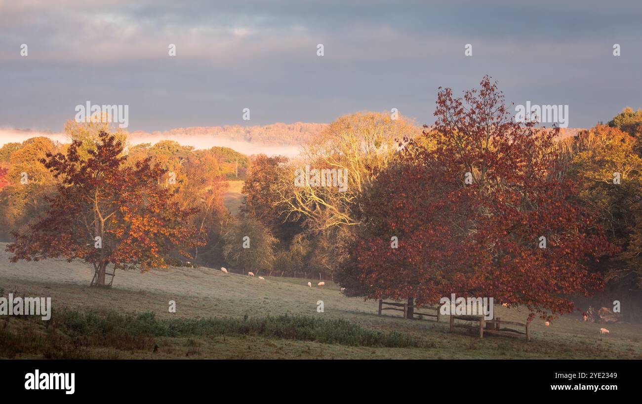 Autumn woodland around Darwell Reservoir on the high weald East Sussex ...