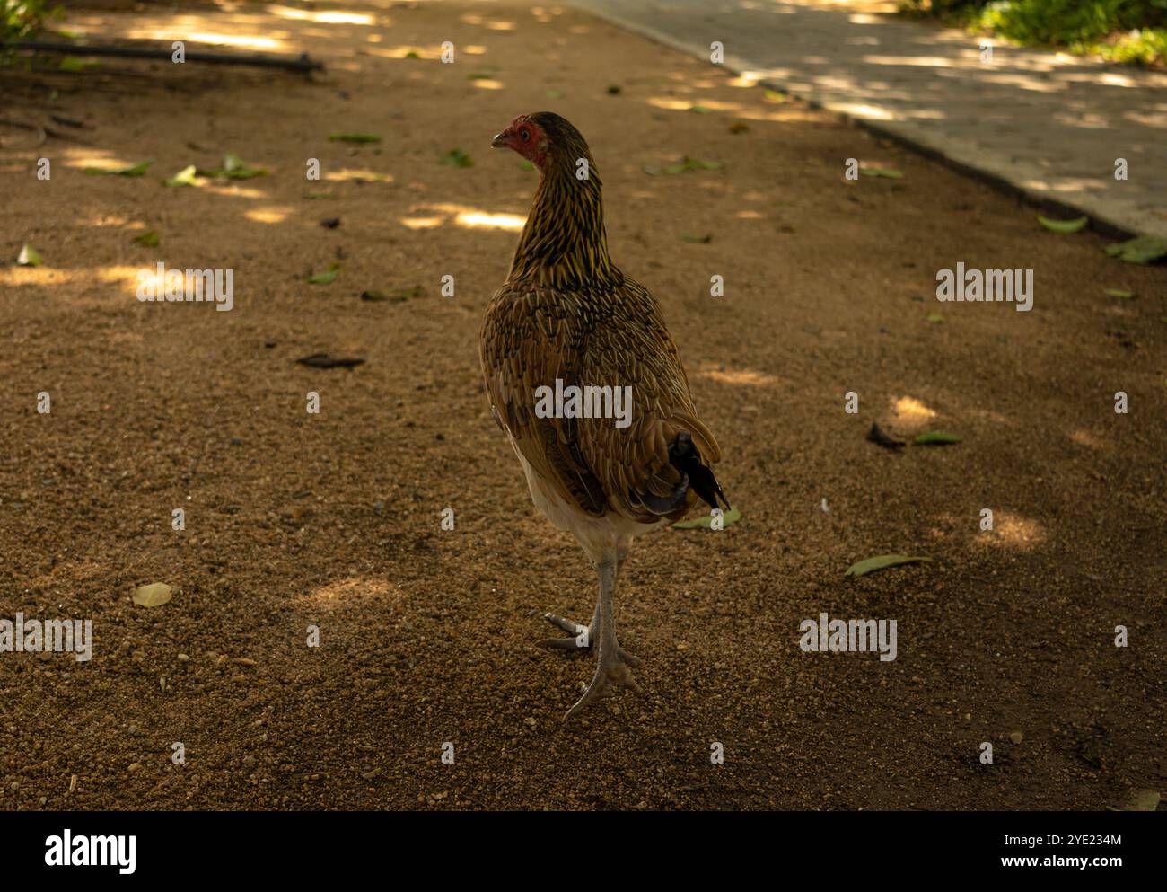 The hens are laying hens in the household. Red Hen in the yard. close ...