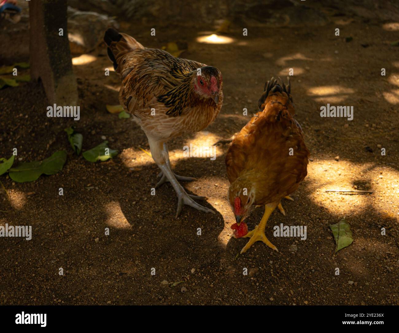 The hens are laying hens in the household. Red Hen in the yard. close ...