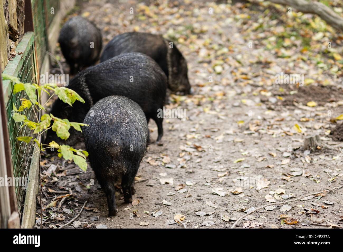 A group of wild boars trekking through a forest path lined with autumn ...