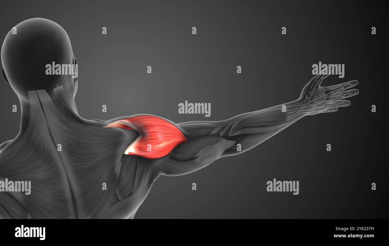 Deltoid Muscle Soreness Impacting Arm and Shoulder Stock Photo - Alamy
