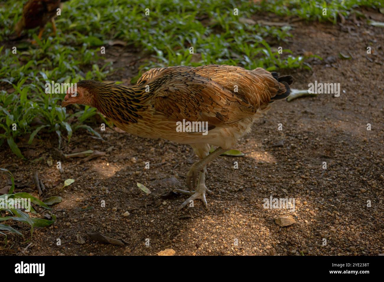 The hens are laying hens in the household. Red Hen in the yard. close ...