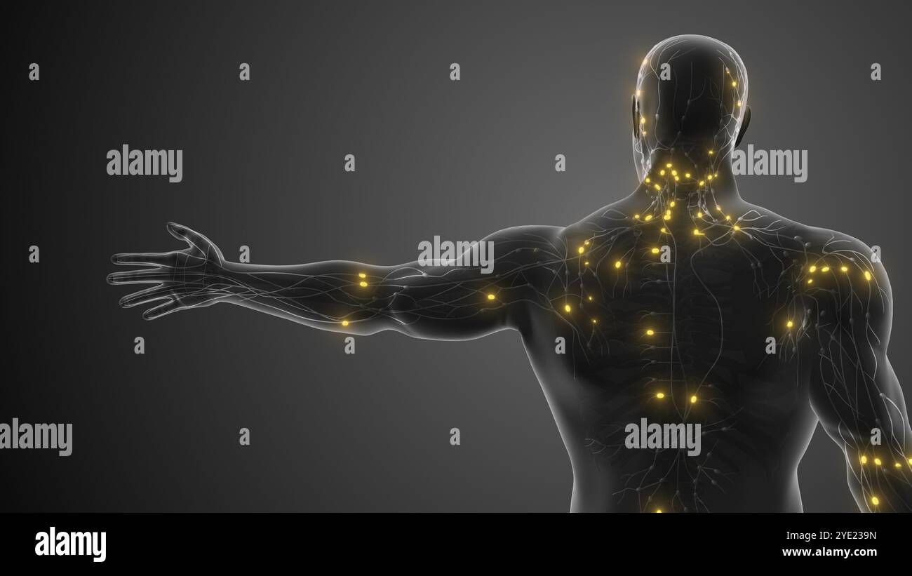 Lymphatic System and Fluid Circulation Shown in Animation Stock Photo ...