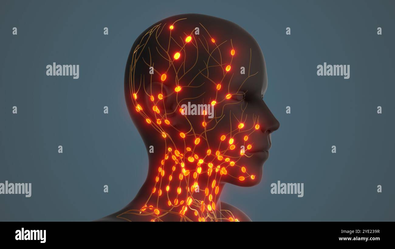Lymphatic Vessels Regulating Fluid and Immune Response Stock Photo - Alamy Lymphatic Vessels Regulating Fluid and Immune Response Stock Photo - Alamy