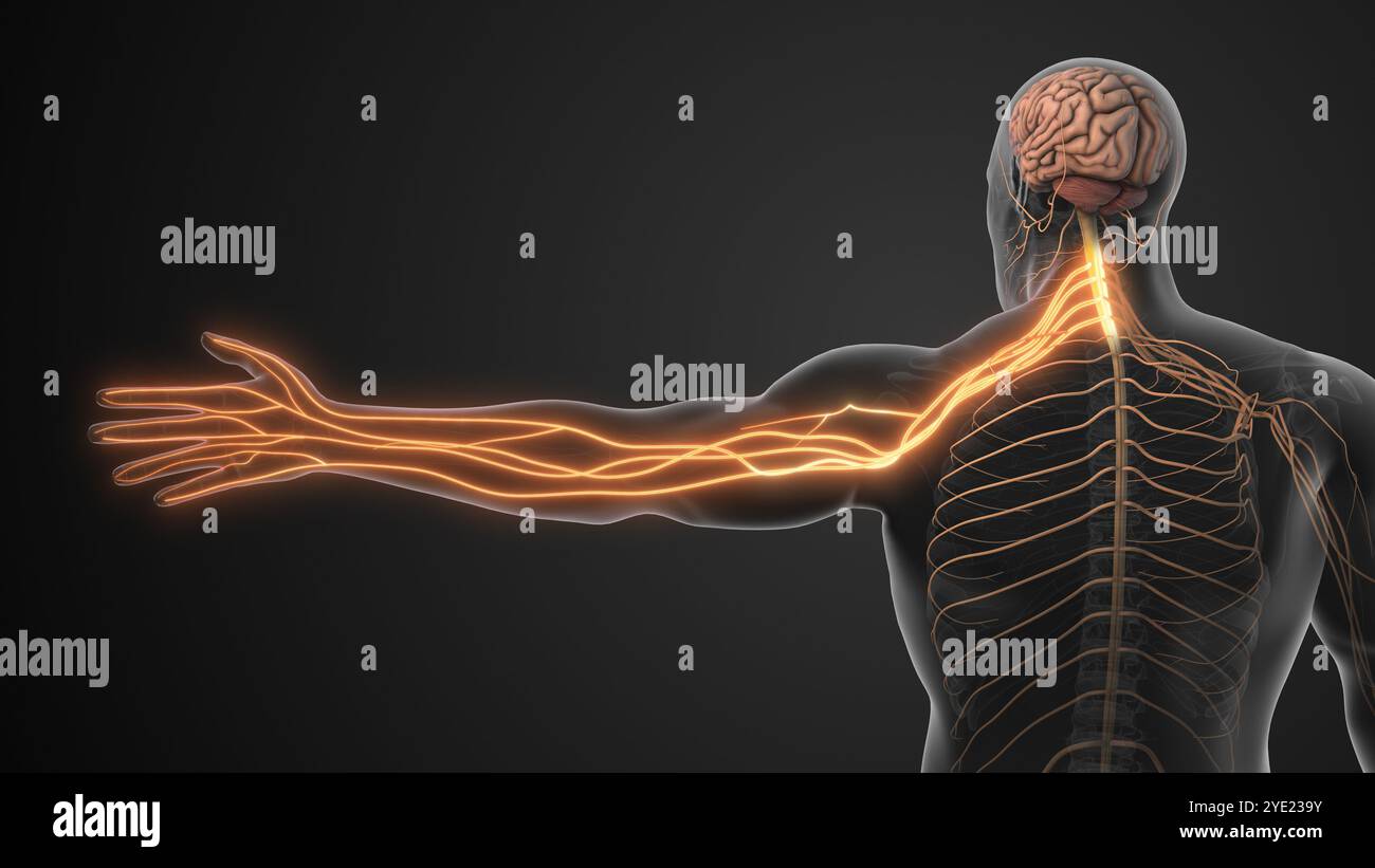 Cervical radiculopathy hi-res stock photography and images - Alamy