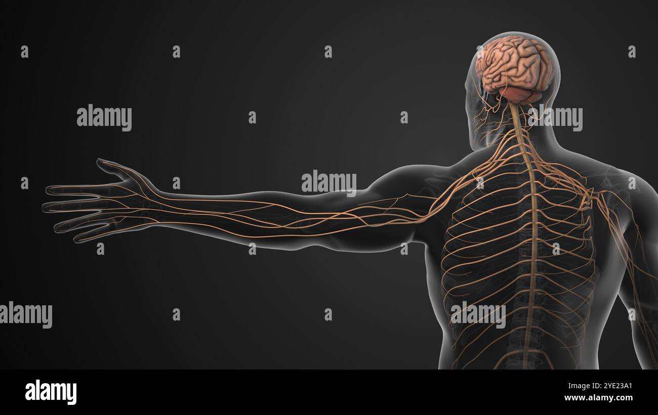 Nerve Compression in Neck Causing Radiculopathy Stock Photo - Alamy