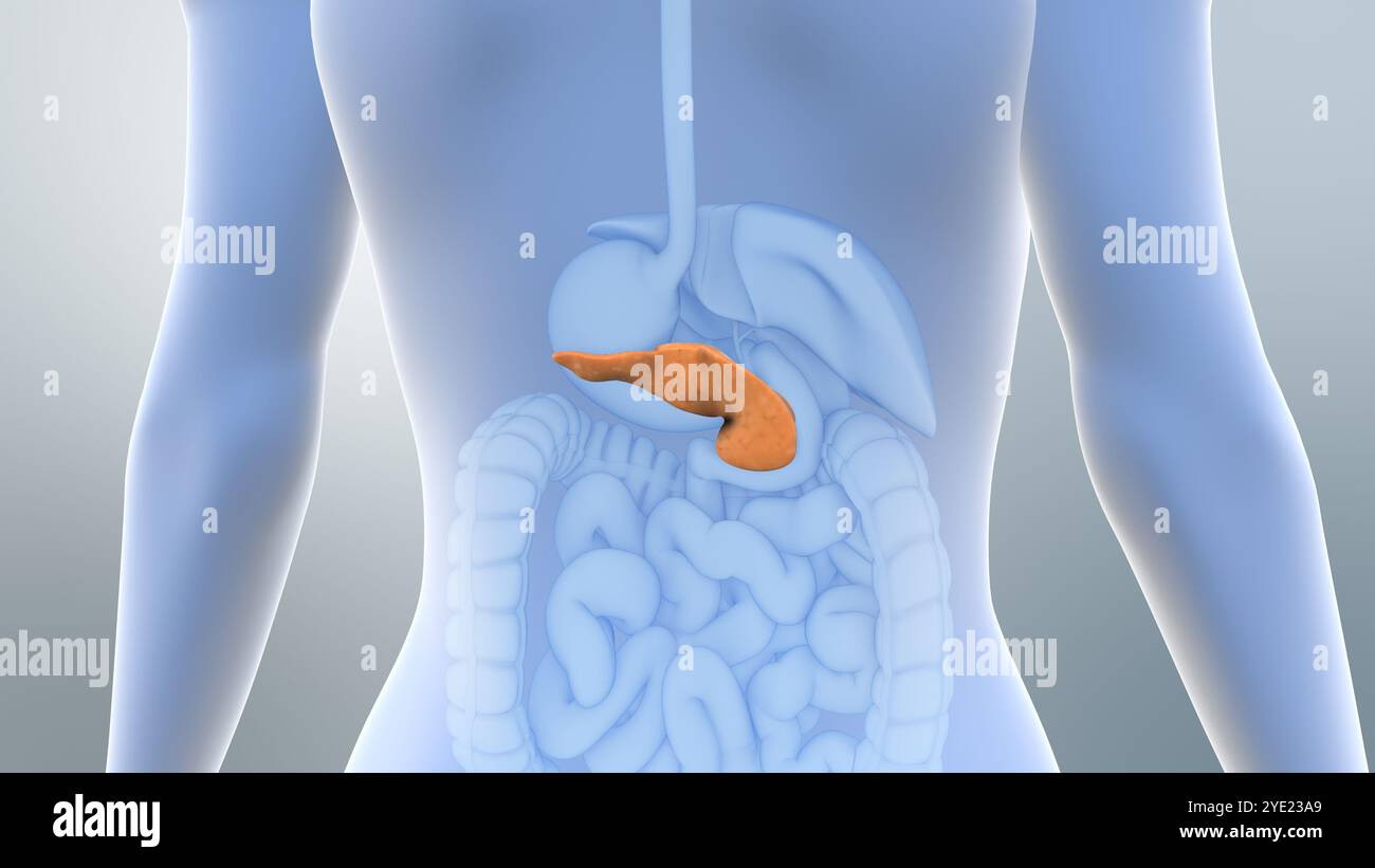 Pancreas Controls Blood Sugar Levels in Diabetes Stock Photo - Alamy