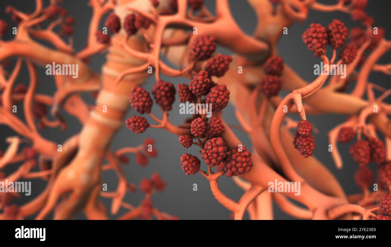 Respiratory Alveoli in Lungs for Oxygen Transfer Stock Photo - Alamy