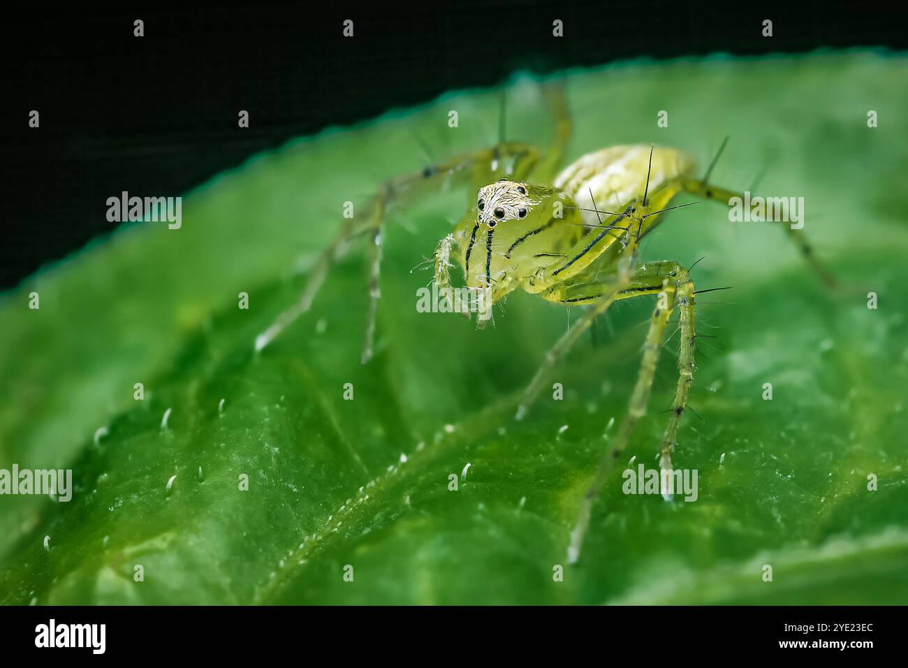 Green lynx spider standing on a green leaf, camouflaged with the green ...