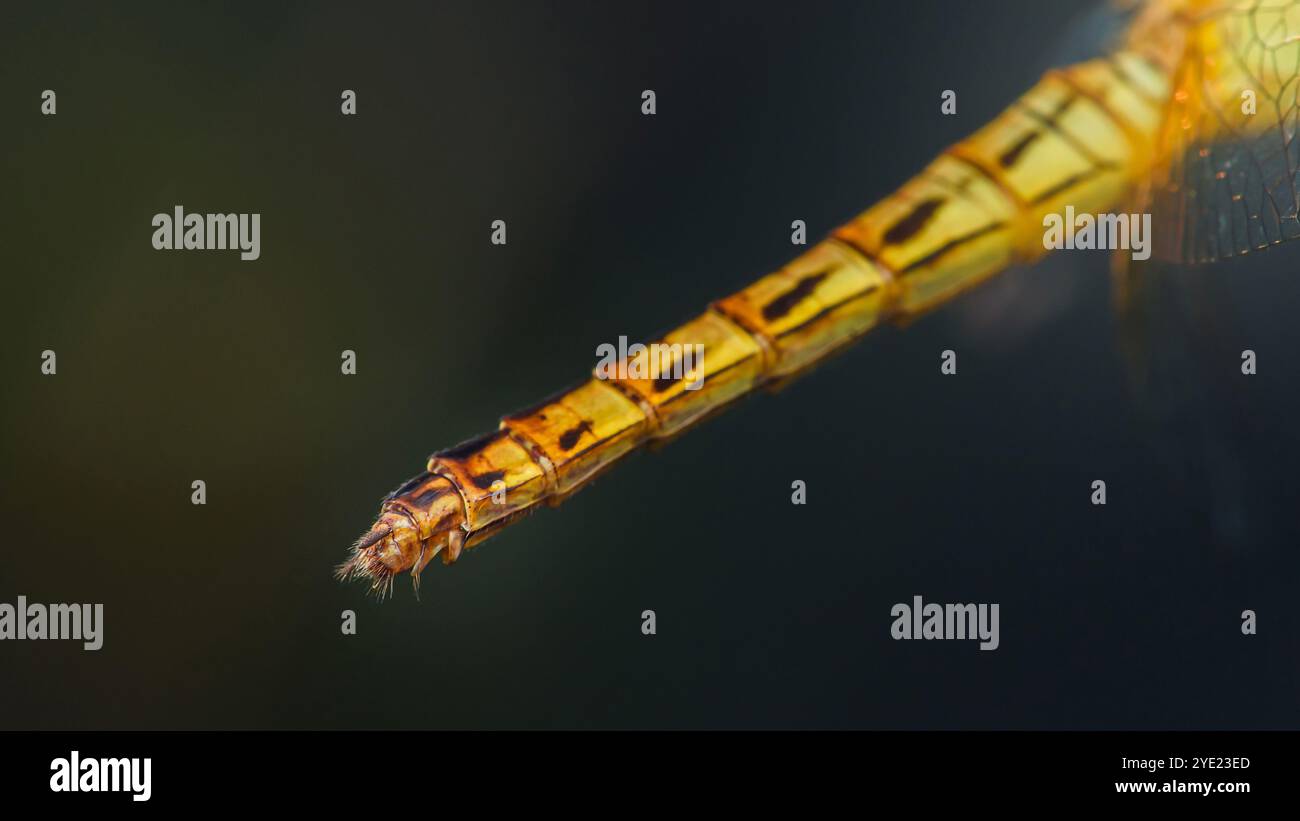 Extreme close-up of dragonfly abdomen showing exoskeleton details, creating a captivating image ...