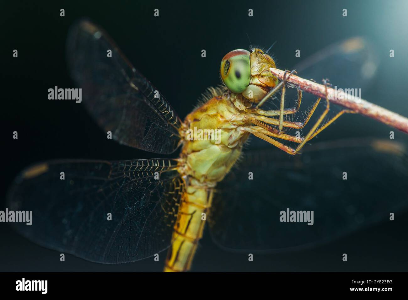 Showcasing compound eyes hi-res stock photography and images - Alamy