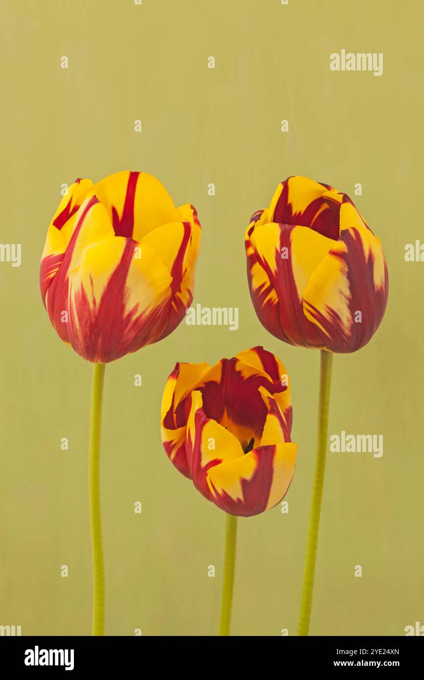 Rembrandt tulip helmar hi-res stock photography and images - Alamy