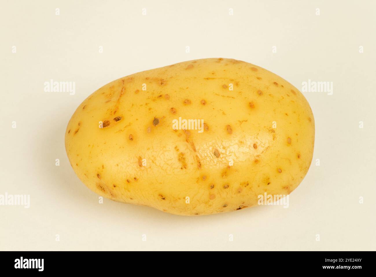 Baking potato, variety Orla, Solanum tuberosum Stock Photo - Alamy