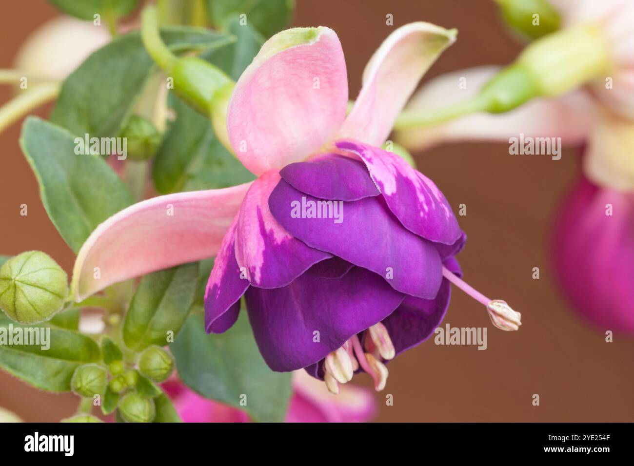 Double fuchsia hi-res stock photography and images - Alamy