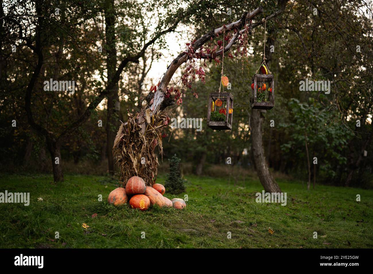 A tranquil autumn garden features an arrangement of pumpkins and rustic ...