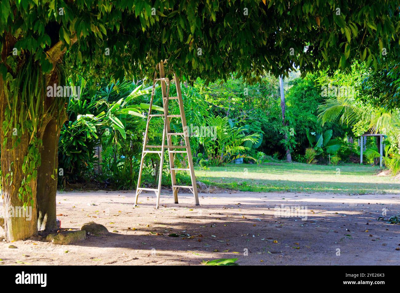 Ladder under a big tree Stock Photo - Alamy