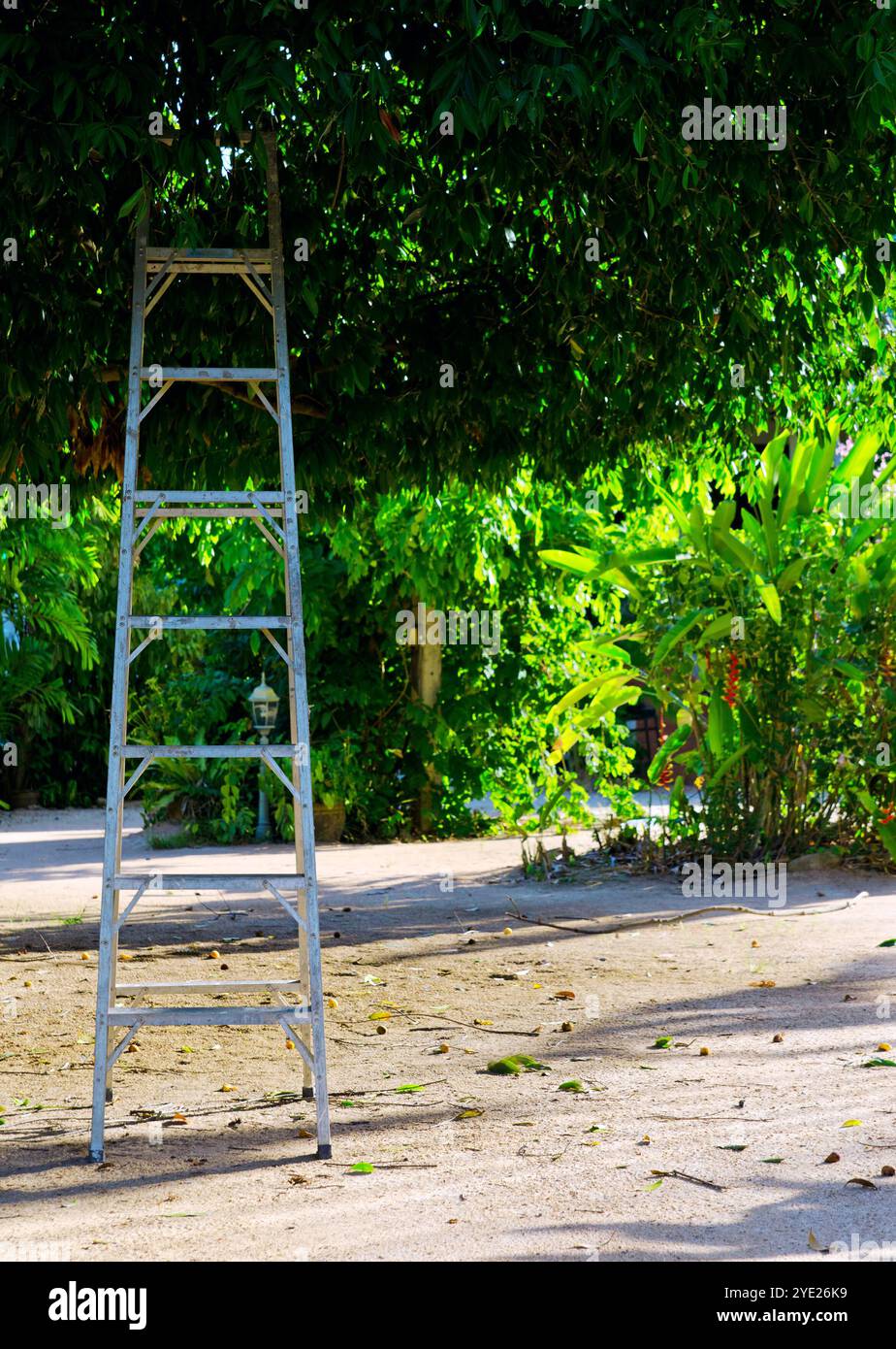 Ladder under a big tree Stock Photo - Alamy