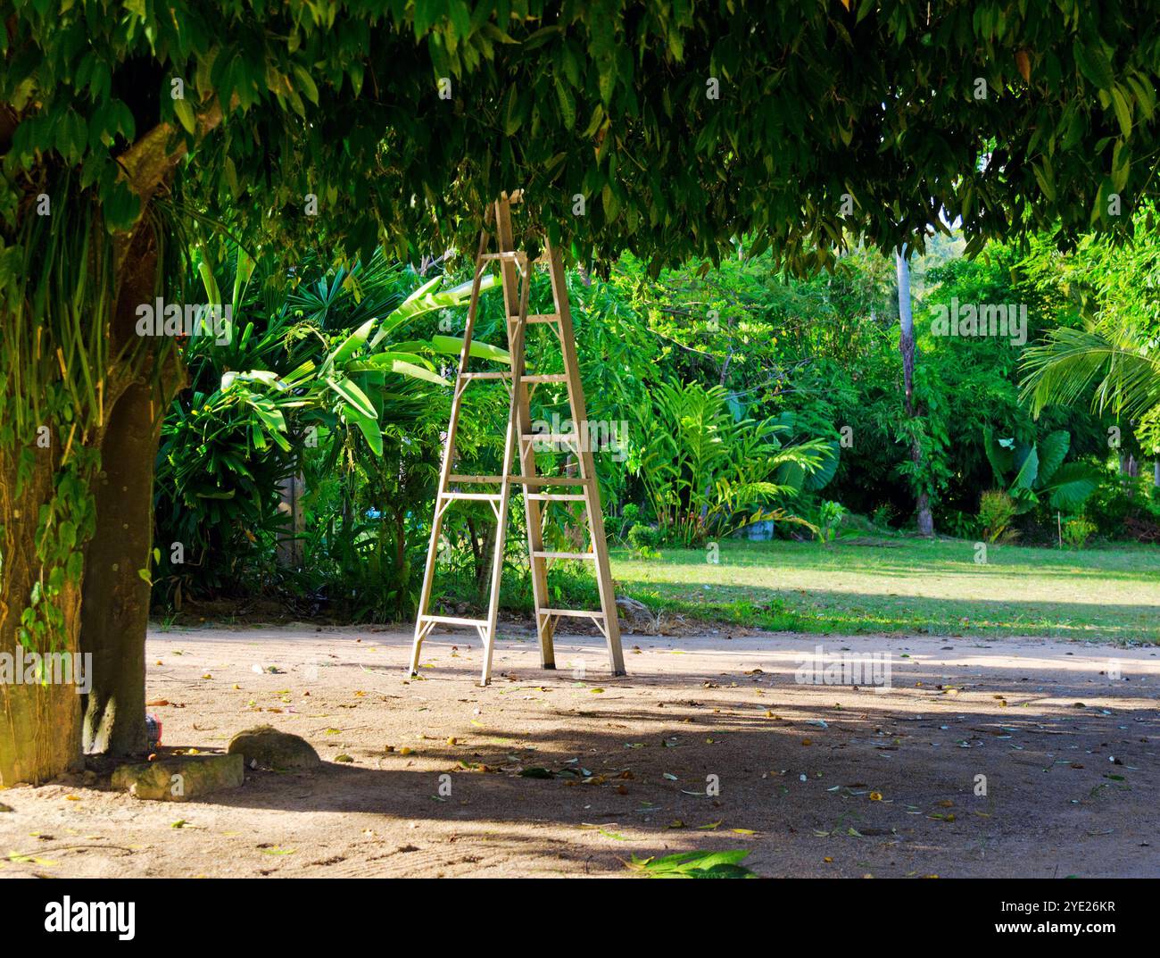 Ladder under a big tree Stock Photo - Alamy