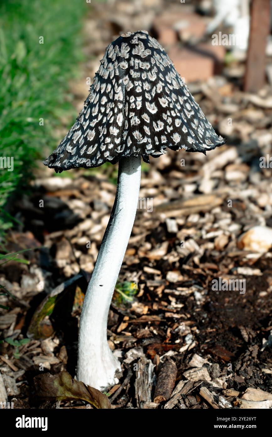 Magpie inkcap coprinopsis picacea hi-res stock photography and images ...
