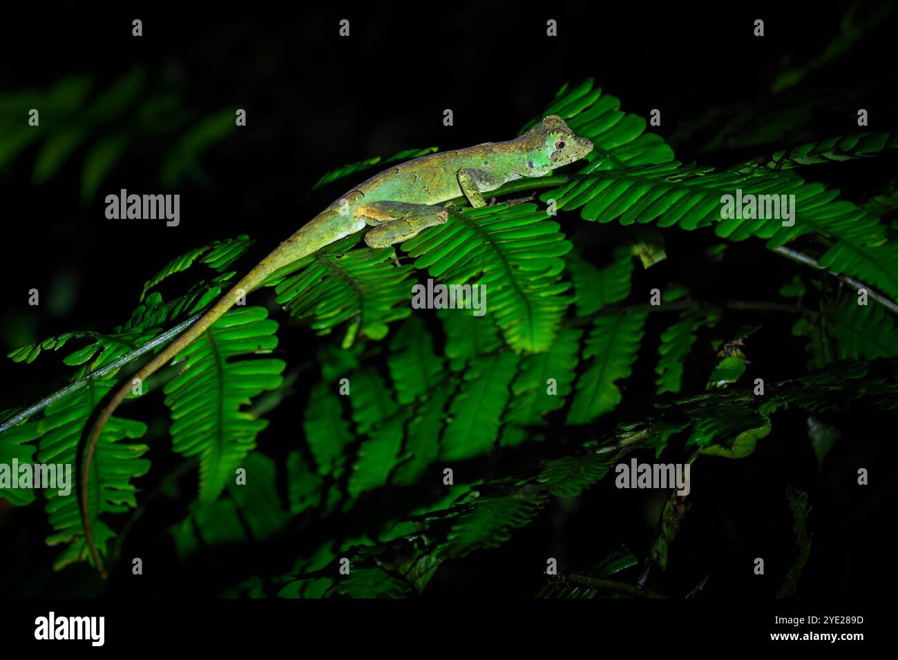 Golfo-Dulce anole, or many-scaled anole (Norops polylepis), resting on ...