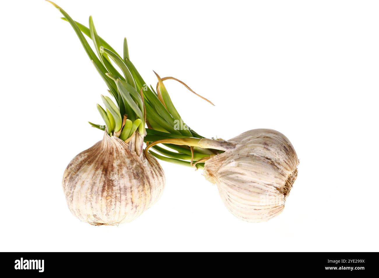 Germination of garlic cut in on a white background, close-up pictures ...