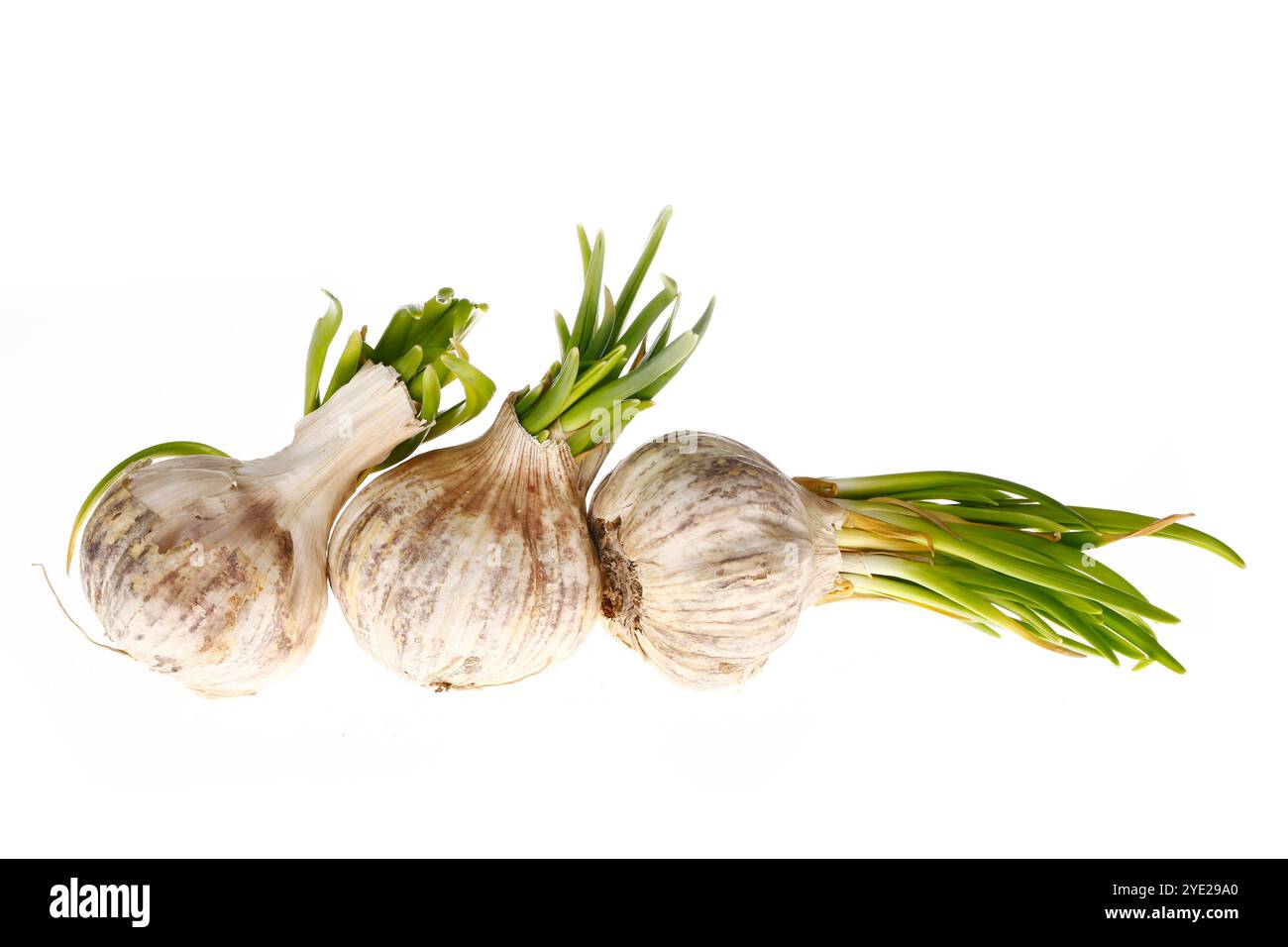 Germination of garlic cut in on a white background, close-up pictures ...