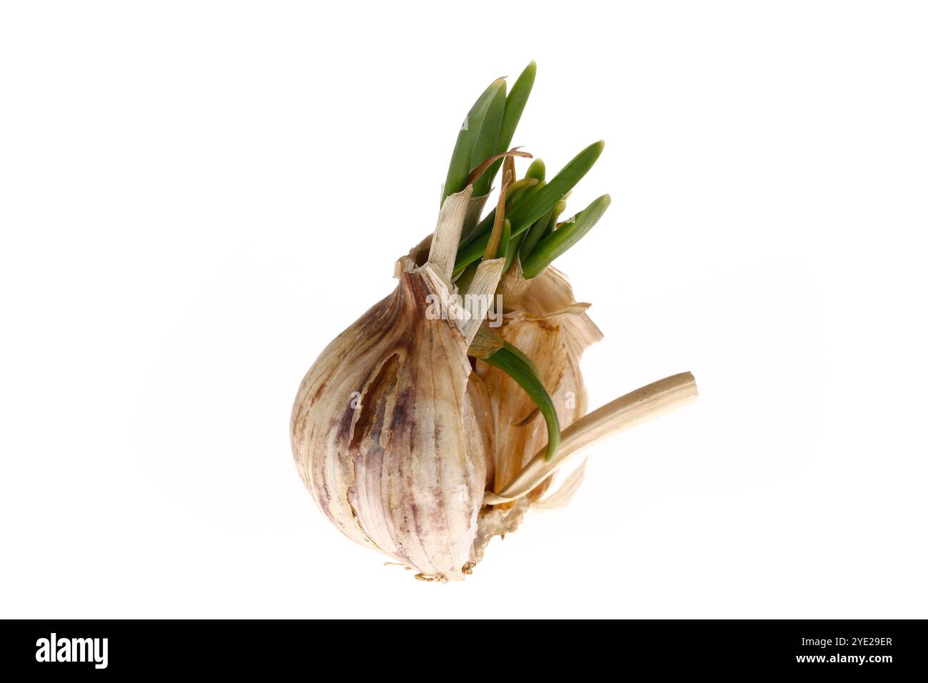 Germination of garlic cut in on a white background, close-up pictures ...
