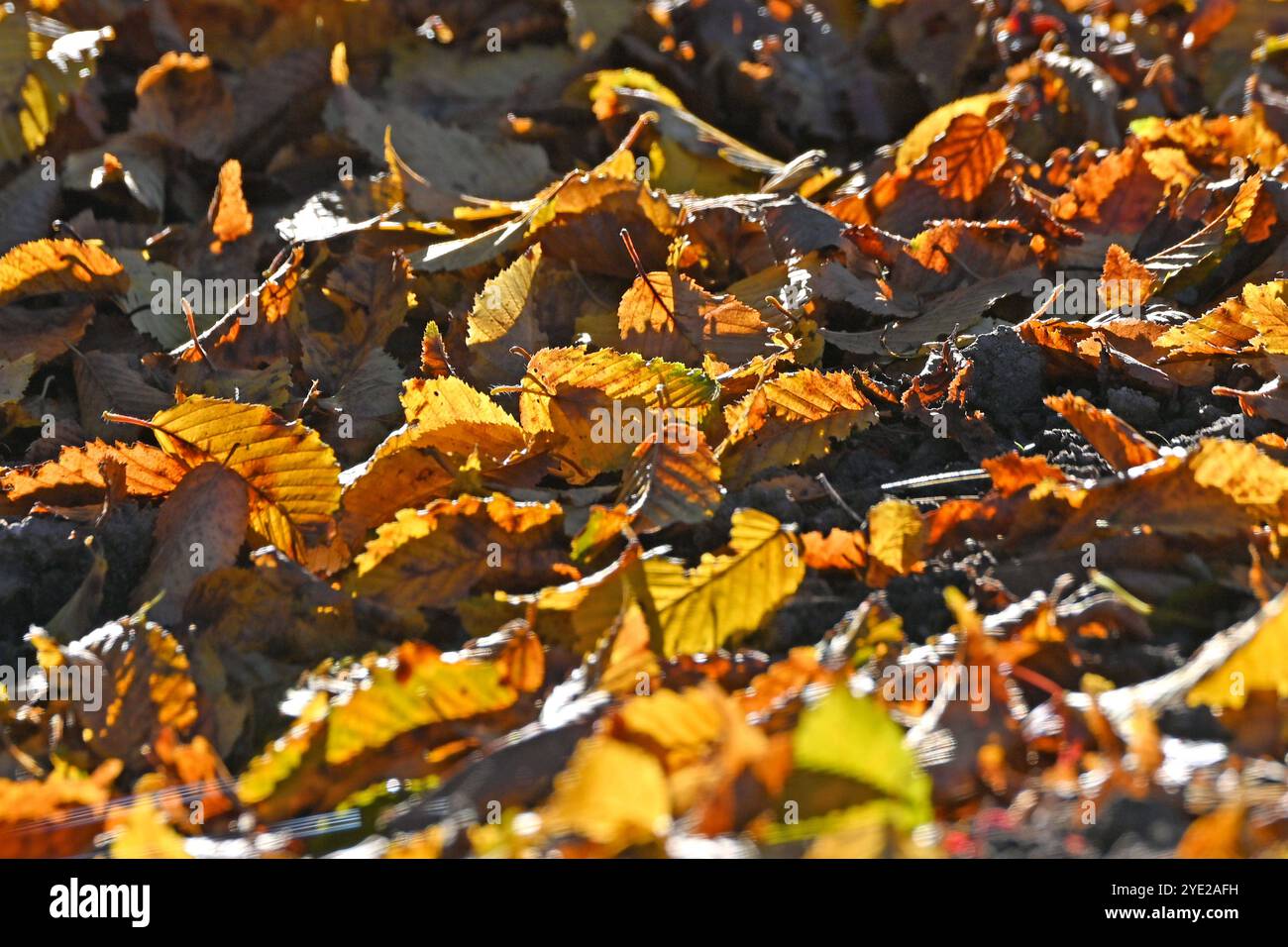Herbstlaub,abgefallene Blätter von Laubbaeumen bedecken den Boden *** Autumn leaves, fallen ...