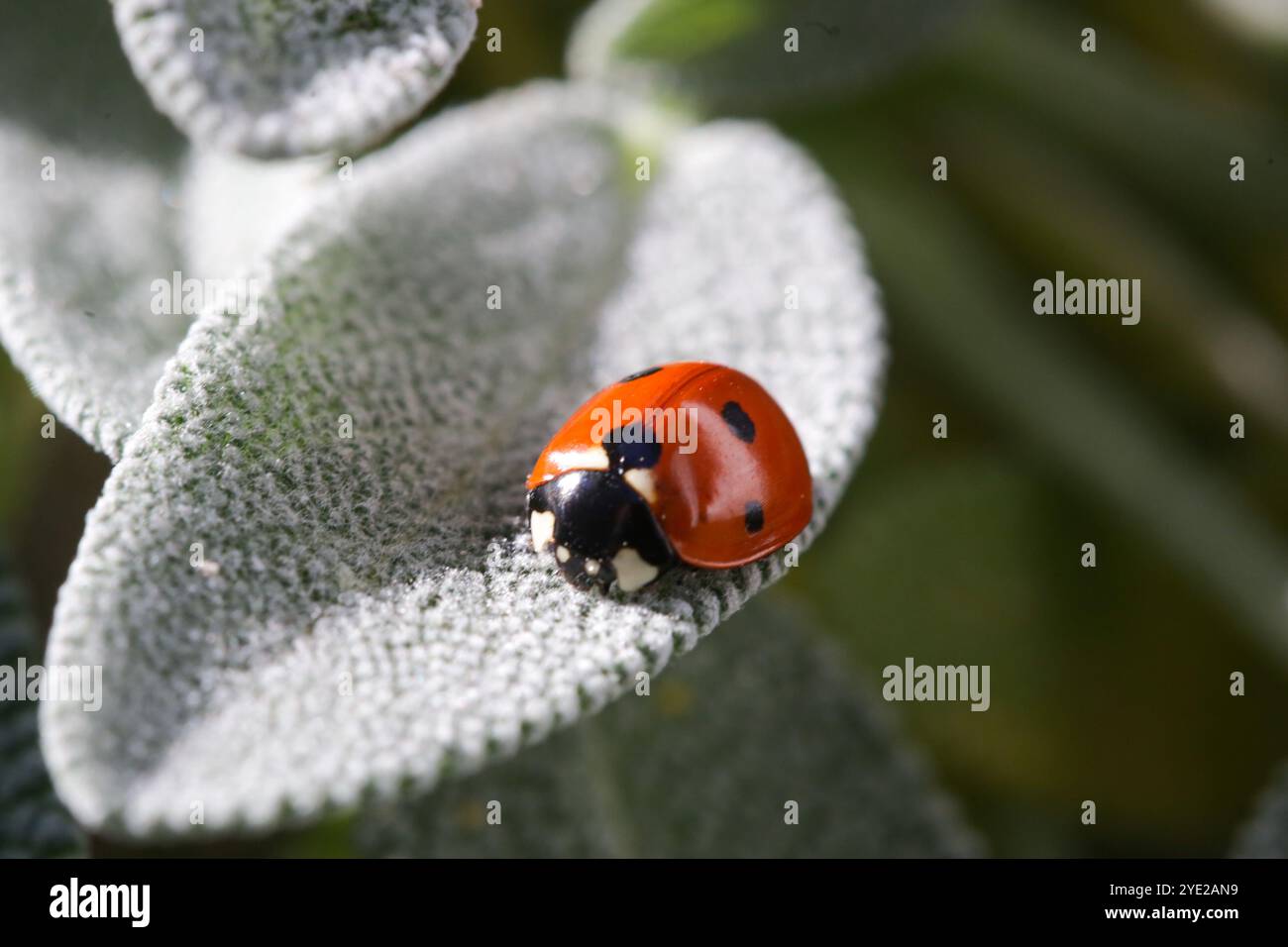 Garden foliage bug hi-res stock photography and images - Alamy