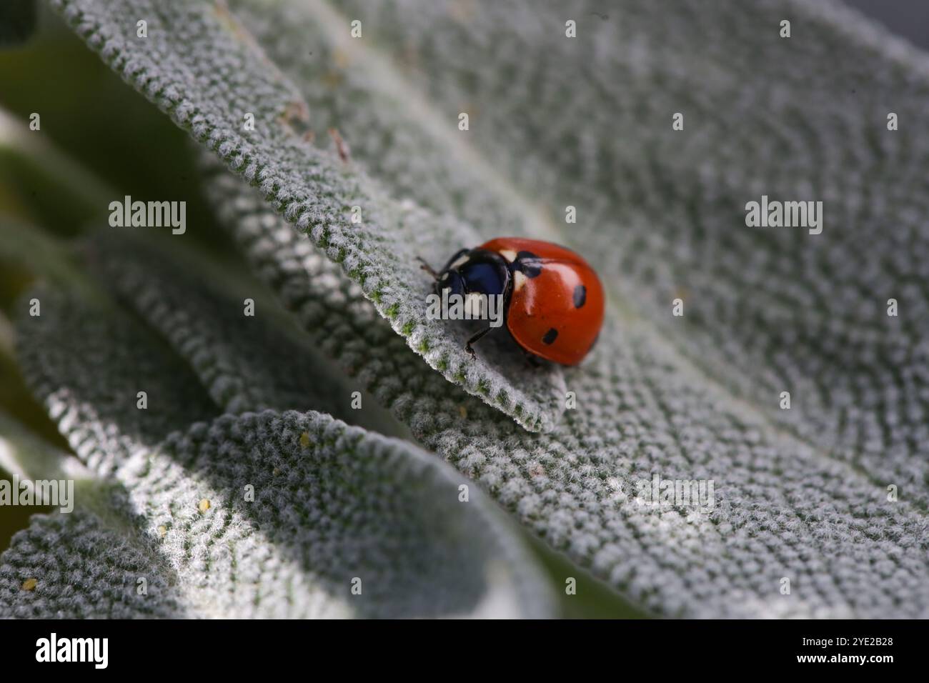 Lady bug on leaf in hi-res stock photography and images - Alamy