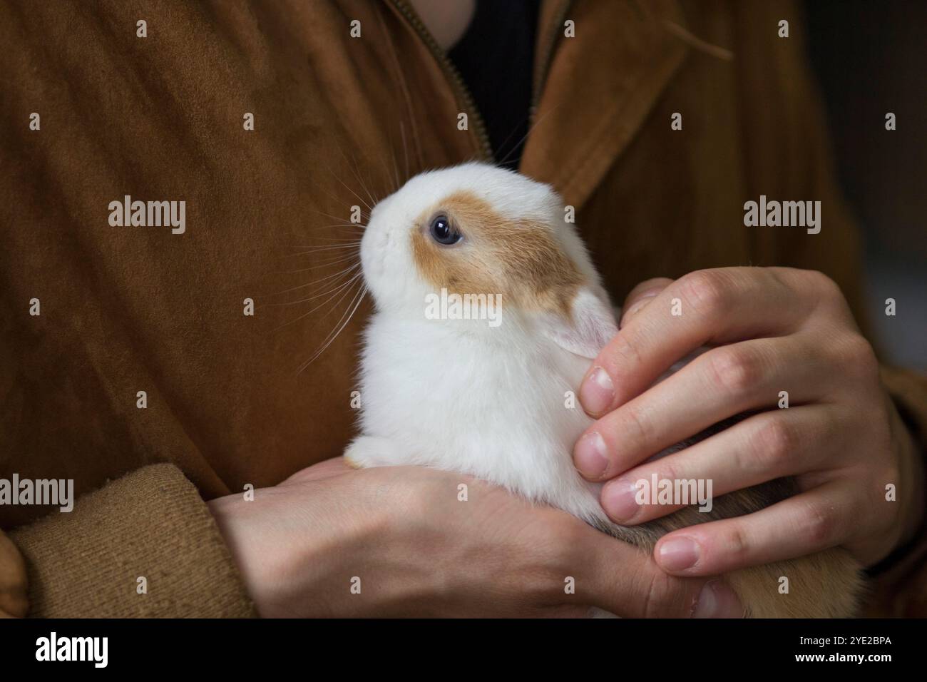 Rabbit in human hands hi-res stock photography and images - Alamy