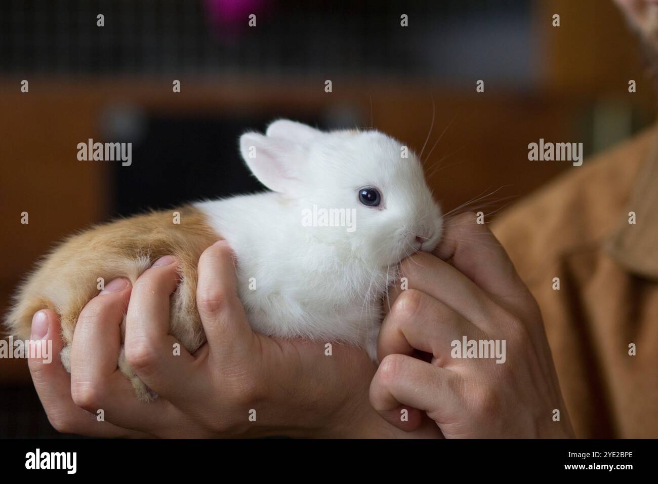 Rabbit in humans hands hi-res stock photography and images - Alamy