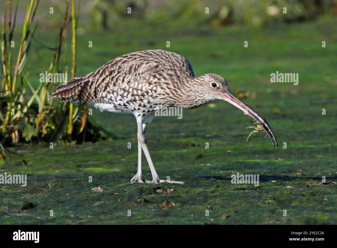 Eurasian curlew numenius arquata summer hi-res stock photography and ...
