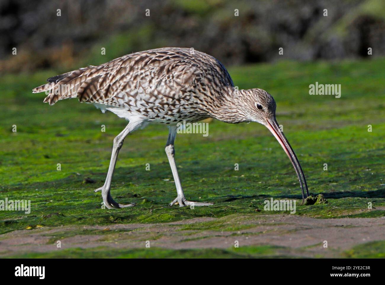 Curlew bird uk hi-res stock photography and images - Alamy