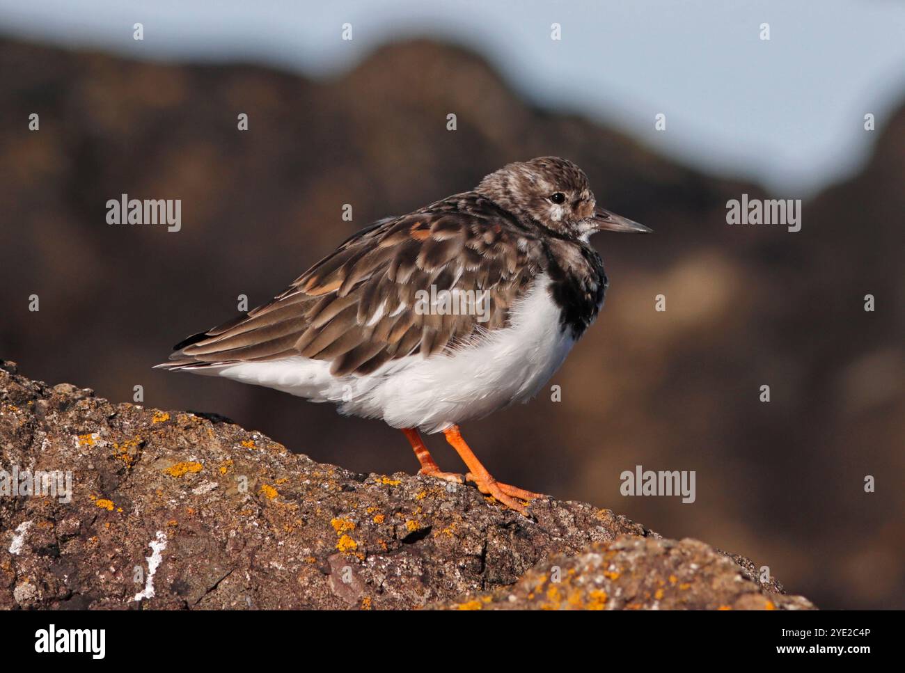 Ruddy turnstone winter plumage hi-res stock photography and images - Alamy