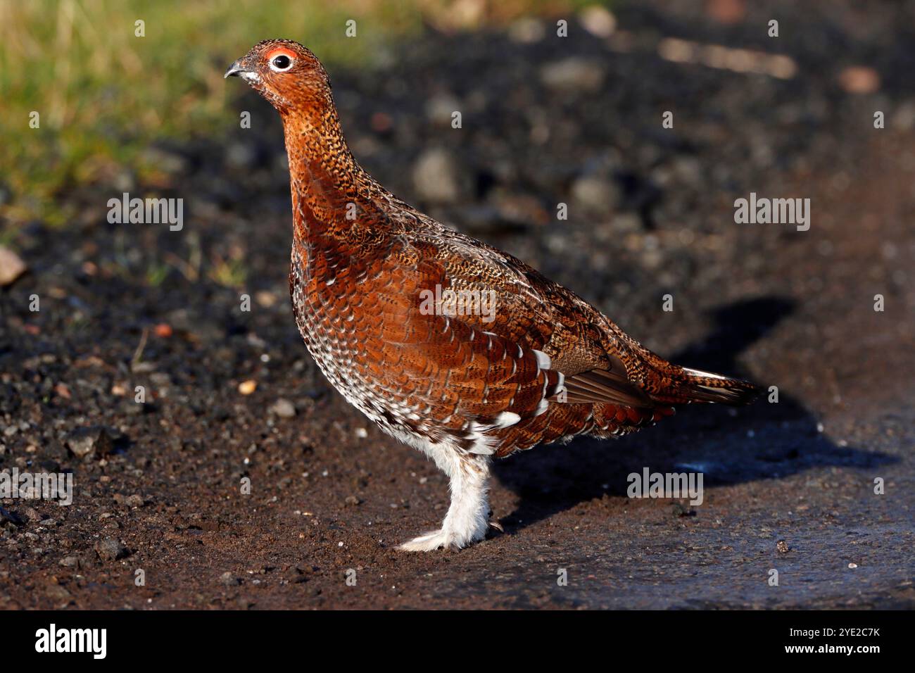 Grouse moor moorland hi-res stock photography and images - Alamy