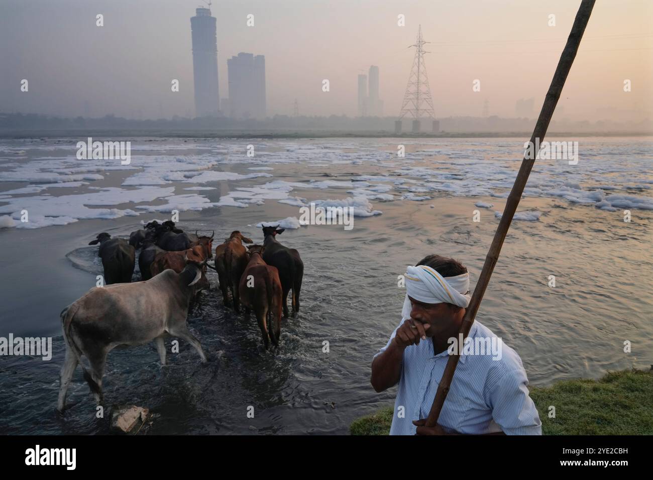 A buffalo herder makes his flock cross river Yamuna filled with toxic ...