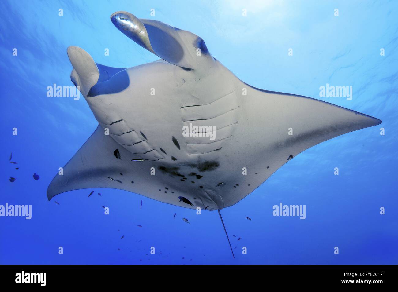 Underwater photo of Reef Manta (Manta alfredi) Manta, Devil Ray, Winged ...