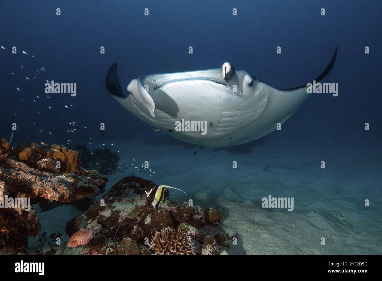 Underwater photo of reef manta ray (Manta alfredi) Manta, devil ray ...