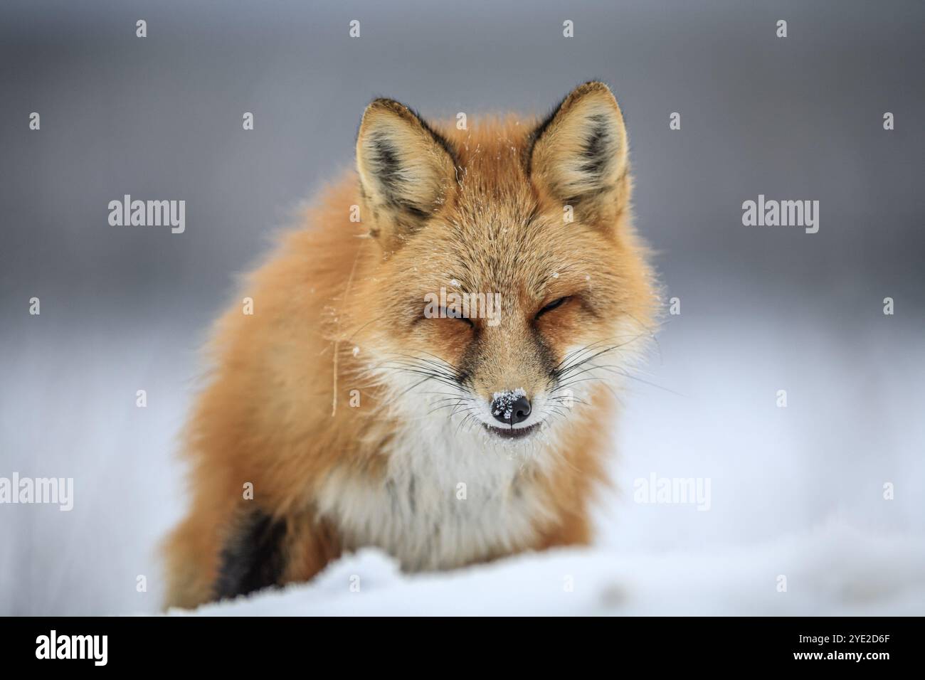 Red fox (Vulpes vulpes), fox, standing in the snow, frontal, portrait ...