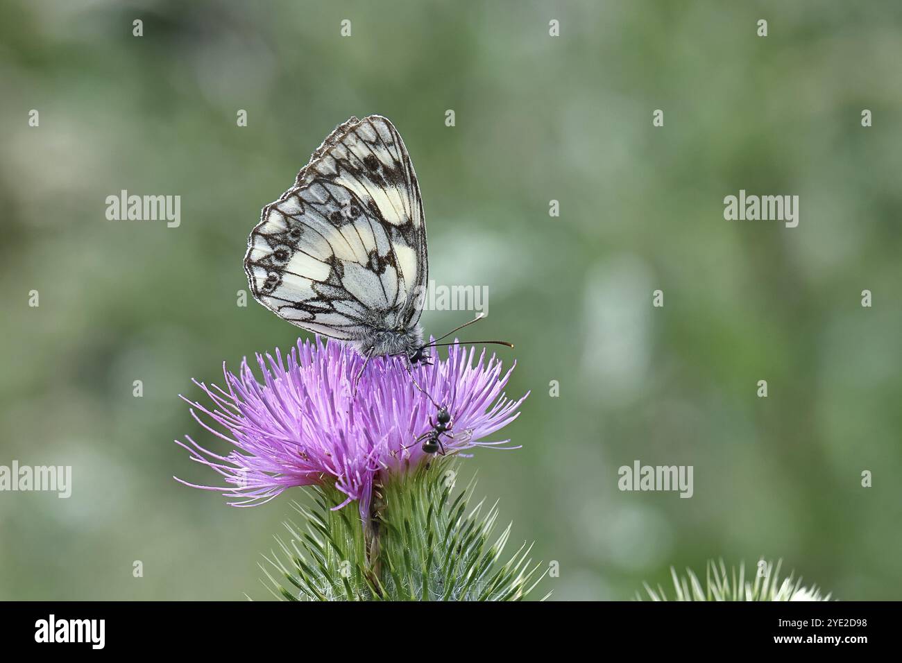 Checkerspot butterfly (Melanargia galathea) on creeping thistle ...