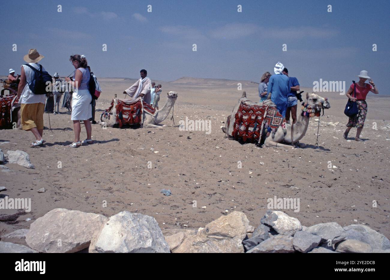 Camels on the way to Sakkara, the village marks the 7 km long ...