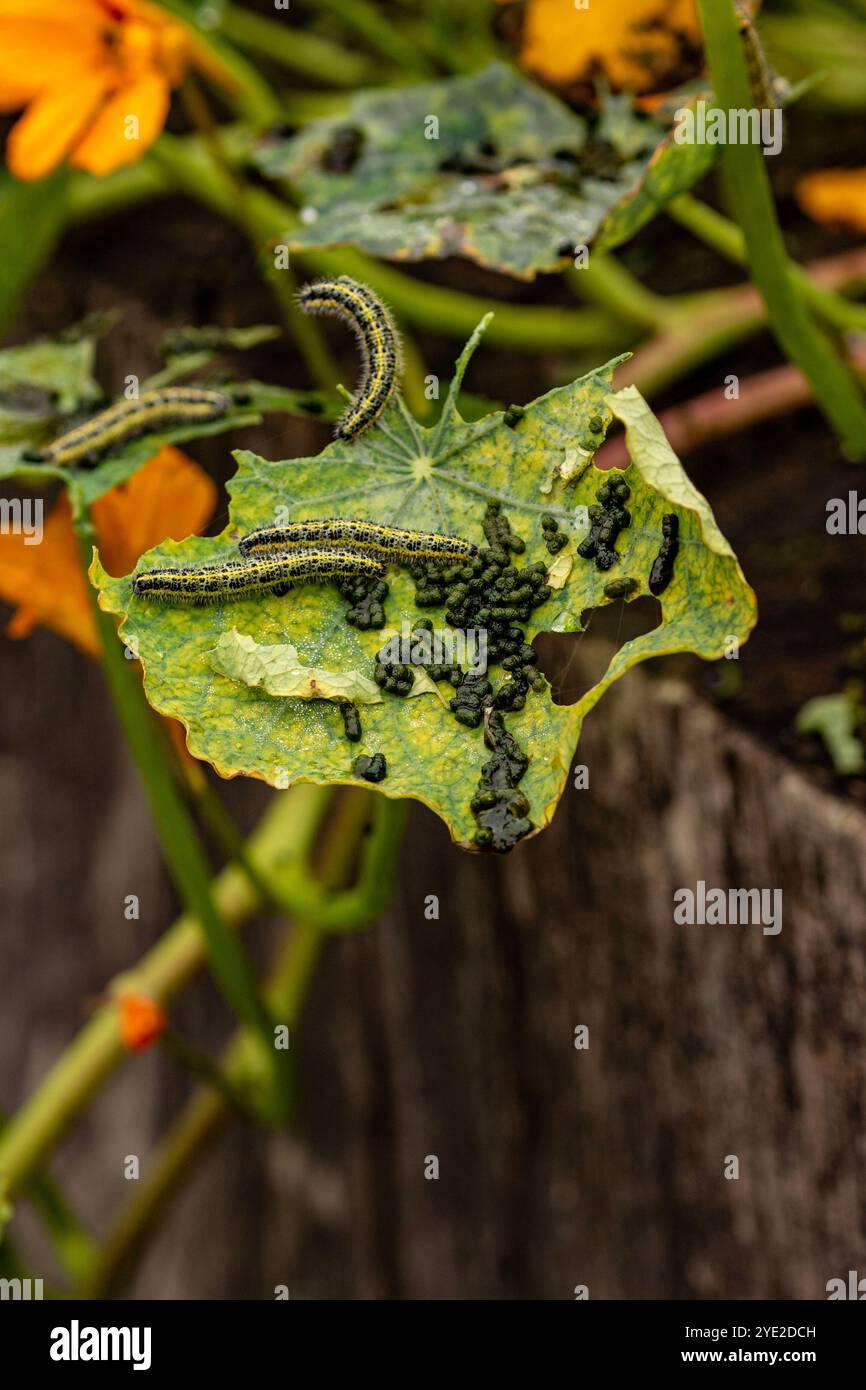 Natural close up, semi-abstract, patterns in nature / plantlike ...