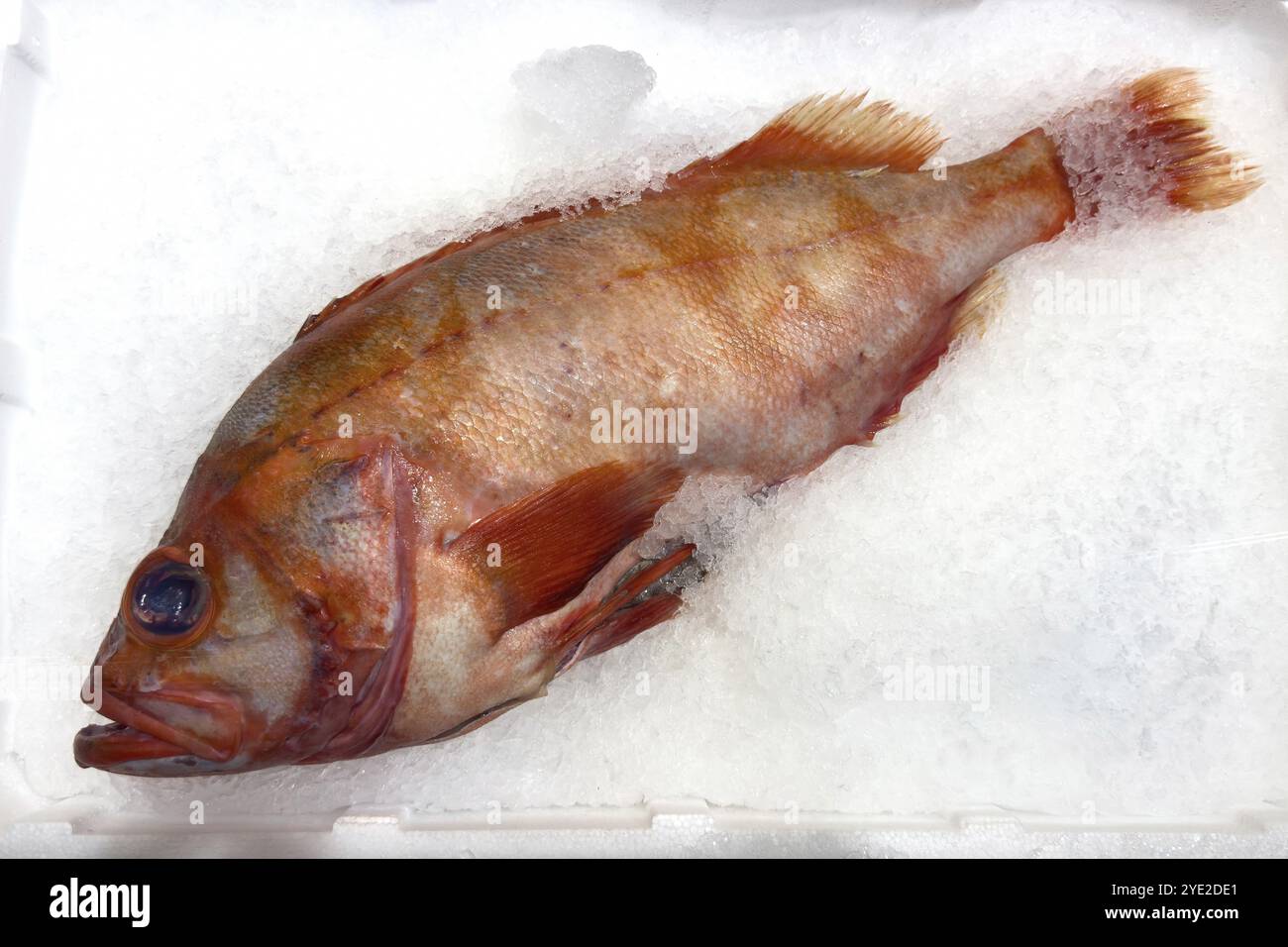 Frozen food counter hi-res stock photography and images - Alamy