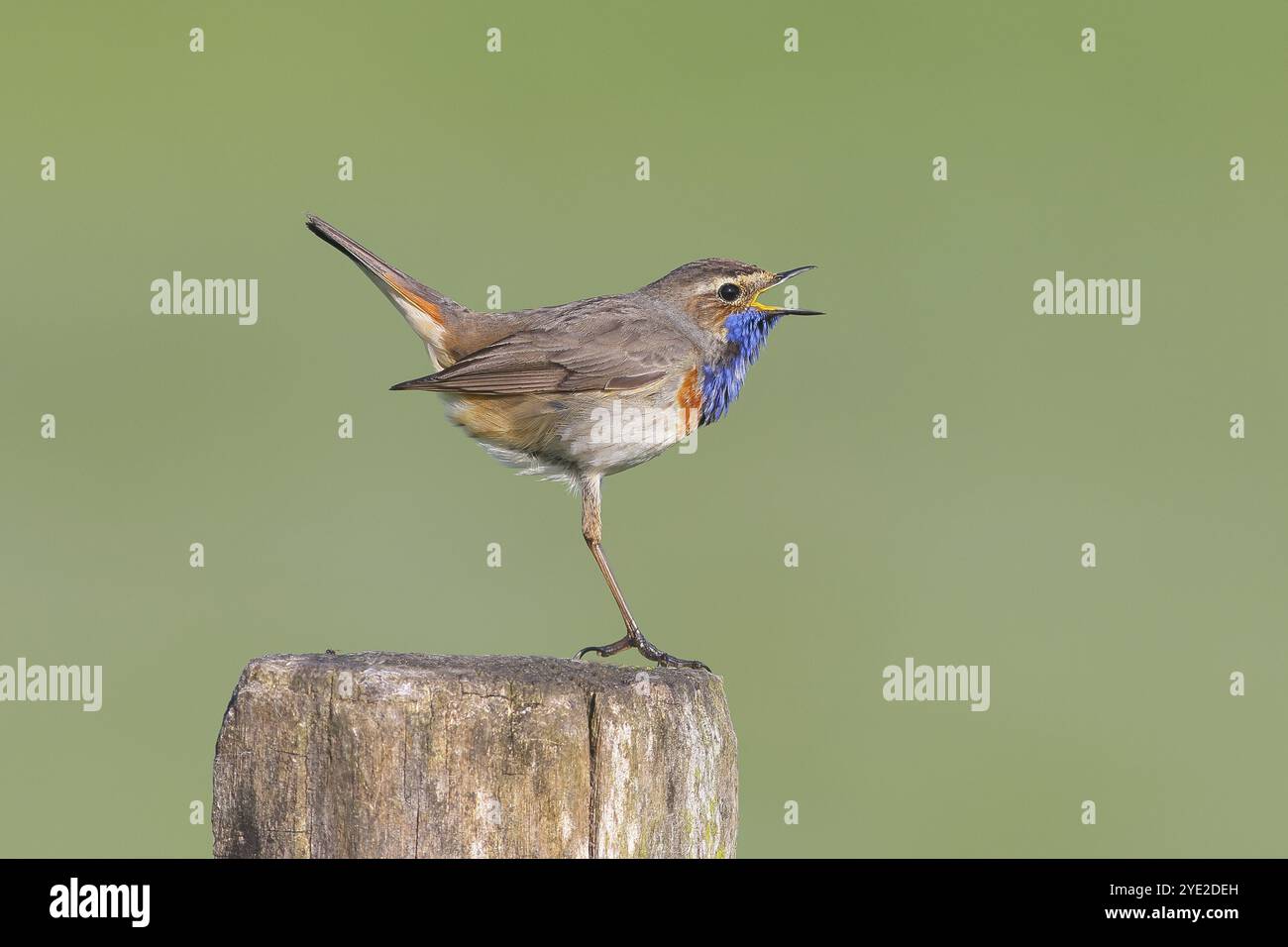 White-starred bluethroat (Luscinia svecica cyanecula), male, mating on ...