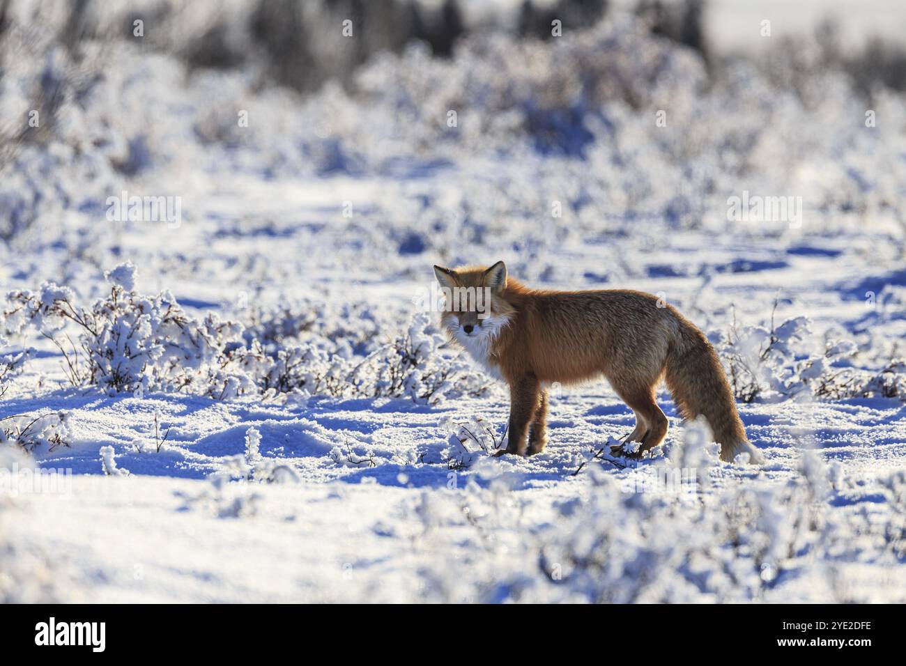 Yukon silhouette hi-res stock photography and images - Alamy