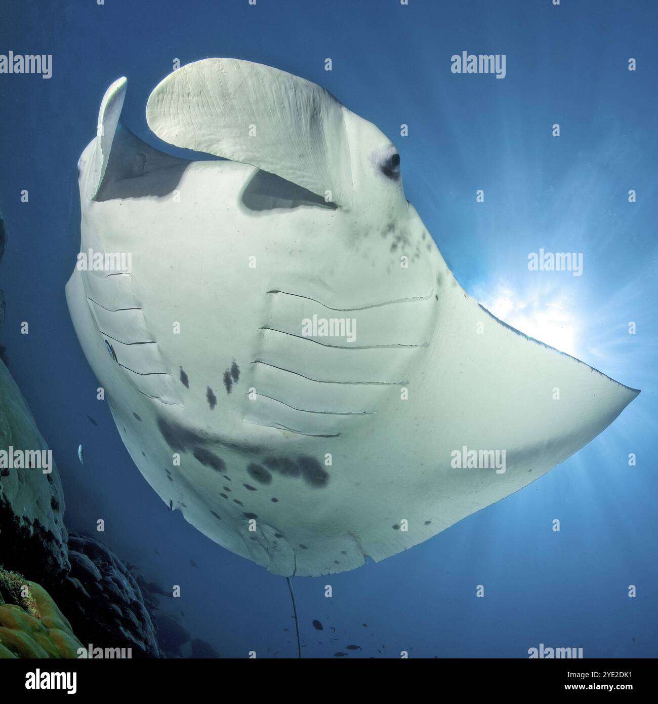 Underwater photo of reef manta ray (Manta alfredi) Manta, devil ray ...