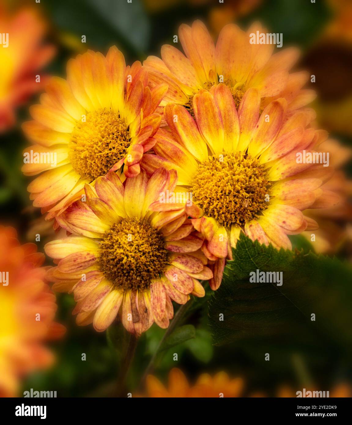 Indian chrysanthemum demier soleil hi-res stock photography and images ...